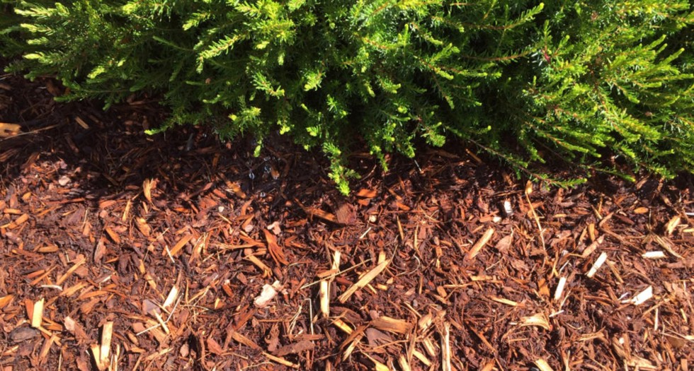 Uso del mulch en tu jardin - GARDEN COMPANY